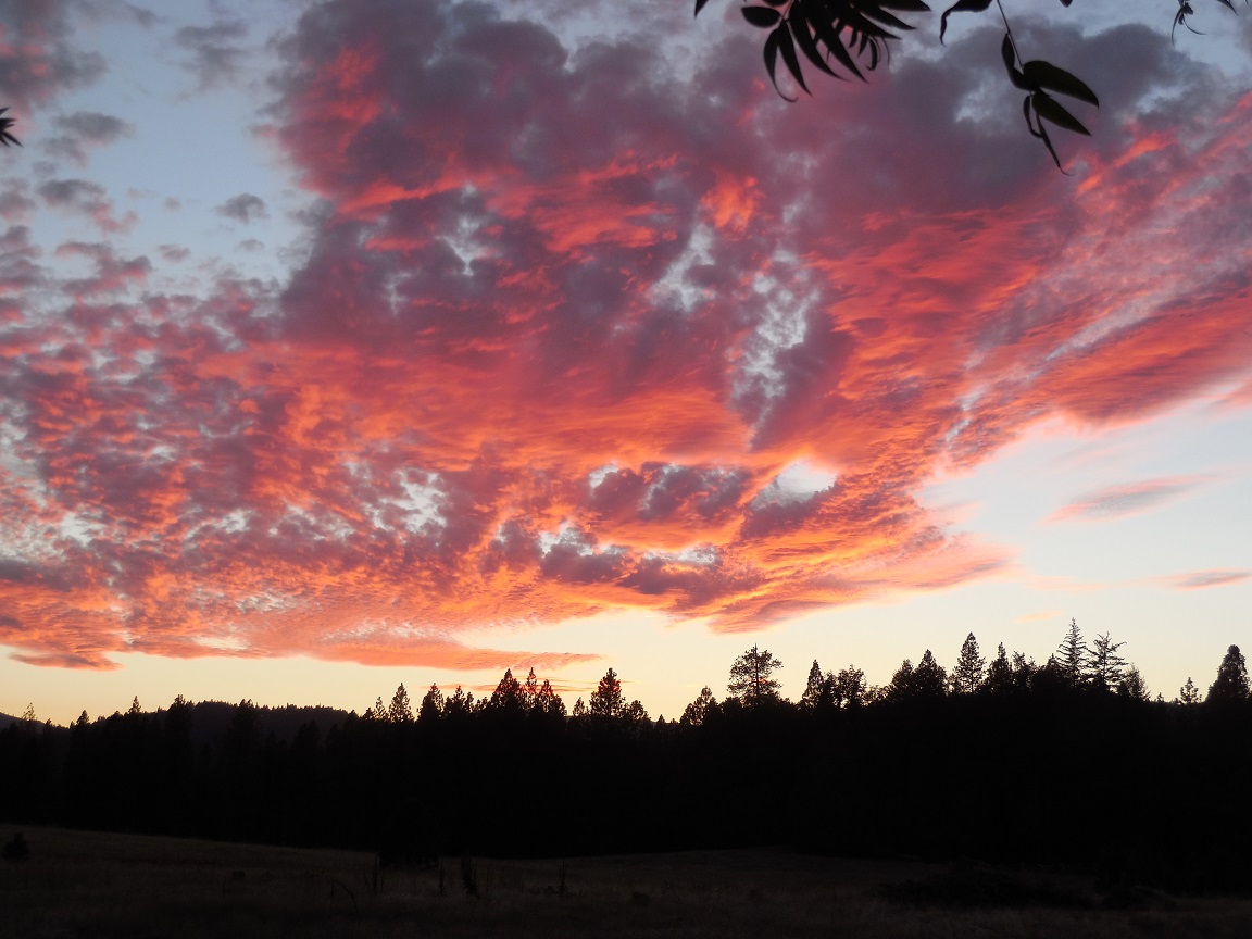 Forest Springs - Photo Gallery